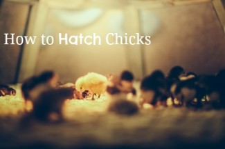 How to Hatch Chicks – Mom Prepares