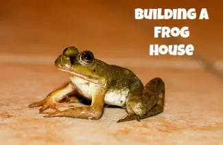 How To Build a Frog House – Mom Prepares