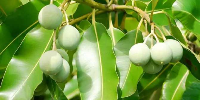 Tamanu Oil Benefits: 13 Magnificent Uses – Mom Prepares